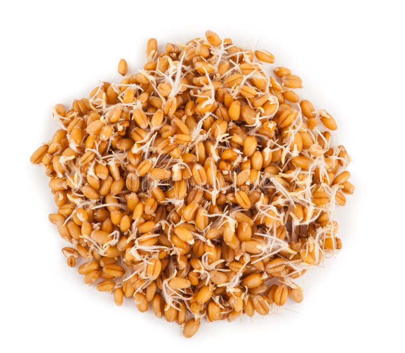 Wheat germ stock photo. Image of ingredient, cereal, organic - 87074550