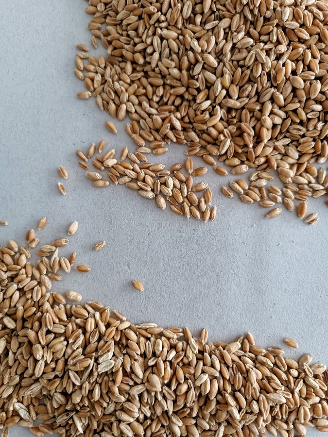 Wheat Germinate Seed Testing on Wet Paper Stock Photo - Image of ...