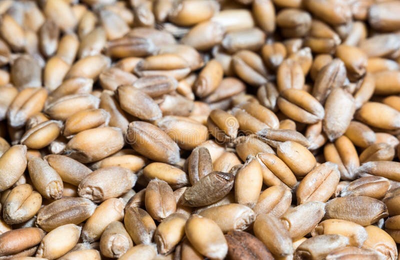 Macro Germination of Corn Isolated on White Stock Image - Image of ... Macro Germination of Corn Isolated on White Stock Image - Image of ...