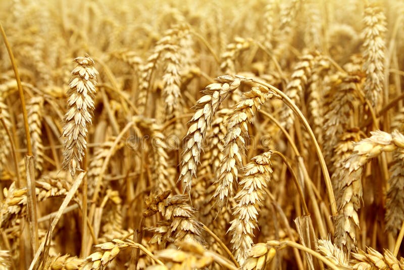Wheat stock image. Image of grain, crop, grow, farming - 43278363