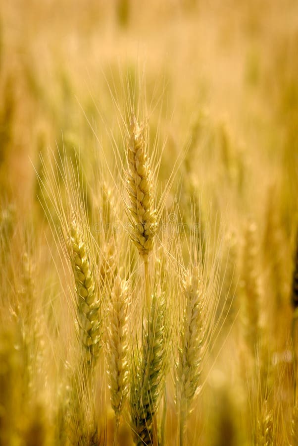 Wheat Heads of Grain Growing Cereal Stalks in Field Farming Stock Photo ...