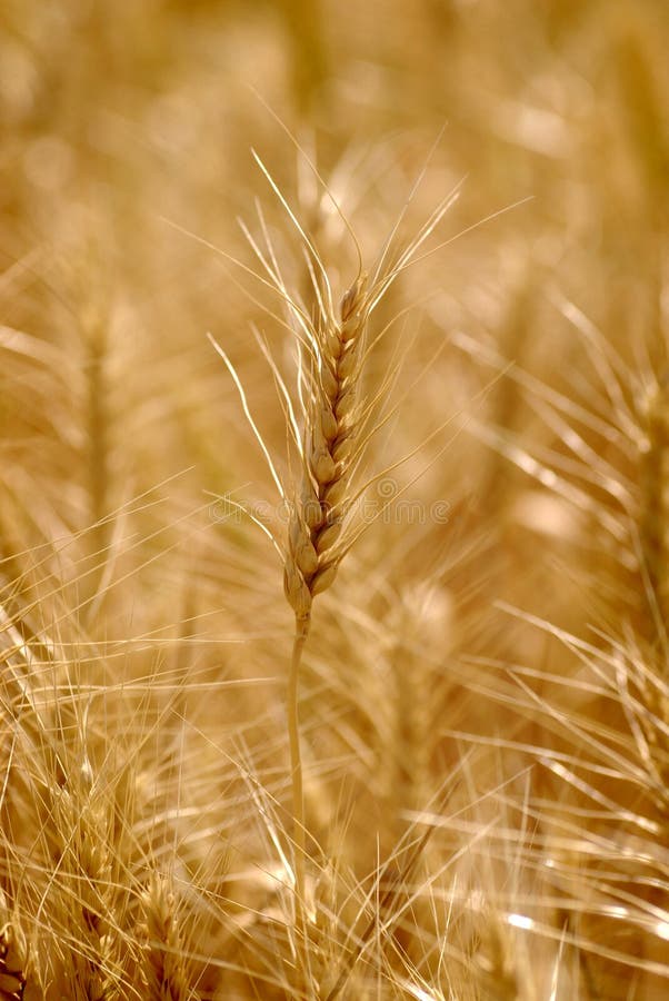 Wheat Grain stock photo. Image of baking, barley, country - 13345092