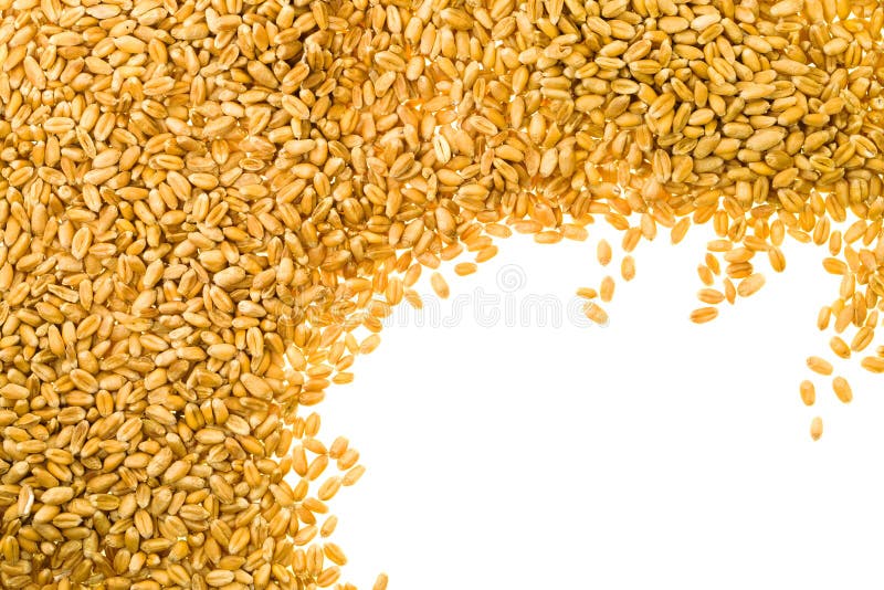 Wheat grain stock image. Image of corn, heap, healthy - 22662205