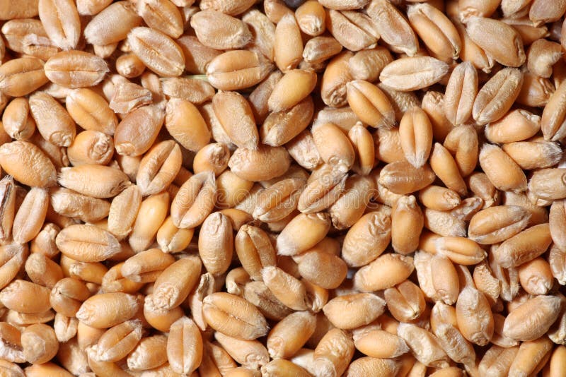 Wheat grain stock image. Image of nature, fruit, corn - 6283105