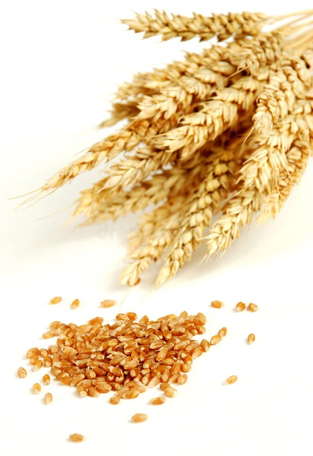 Wheat and grain stock image. Image of isolated, core, particle - 8236325