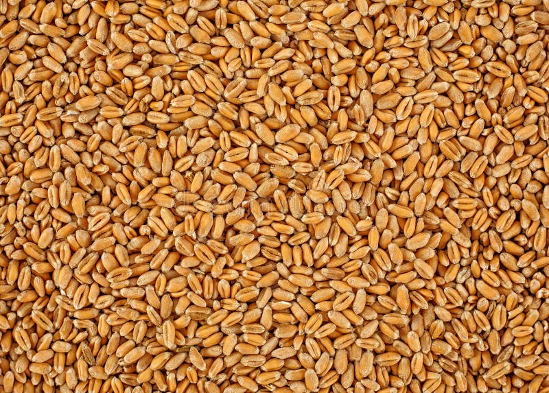 Wheat Grain As Background Texture Stock Image - Image of texture ...
