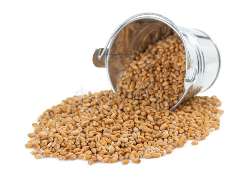 Wheat Grain in Bucket Isolated on White Stock Photo - Image of spike ...