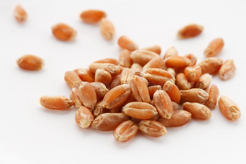 Wheat Grain Close-up on White Background Stock Photo - Image of white ...
