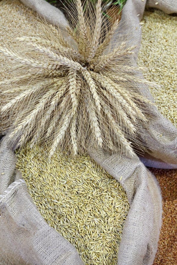 Grains Wheat Sack stock photo. Image of food, grain - 291940996