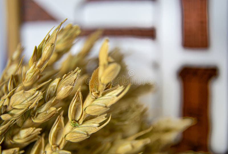 Wheat grain. stock image. Image of grains, culinary - 197483121