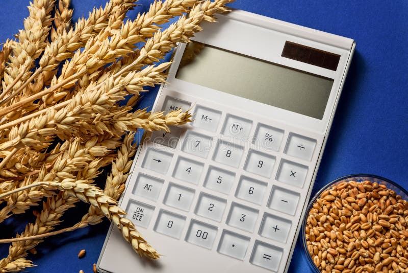 Wheat Grain and Wheat Ears on a Laboratory Table. Genetic Modification ...