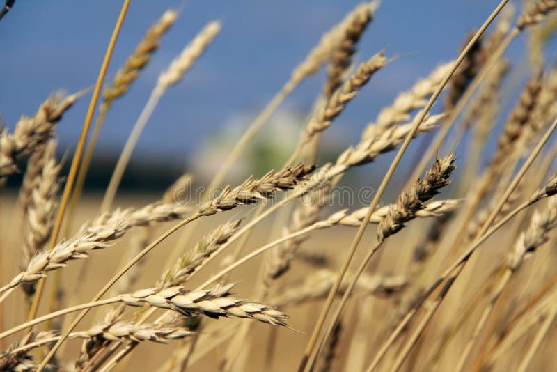 Wheat grain stock image. Image of fresh, green, copyspace - 4389583