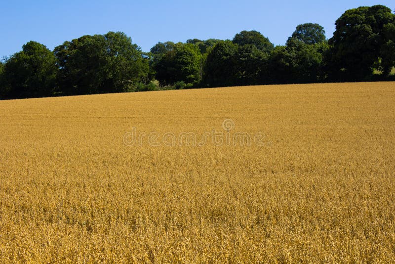 Wheat Grain in a field stock image. Image of stretching - 39641531