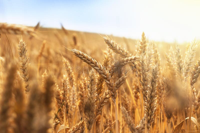 Wheat grain field stock image. Image of country, growth - 60115767