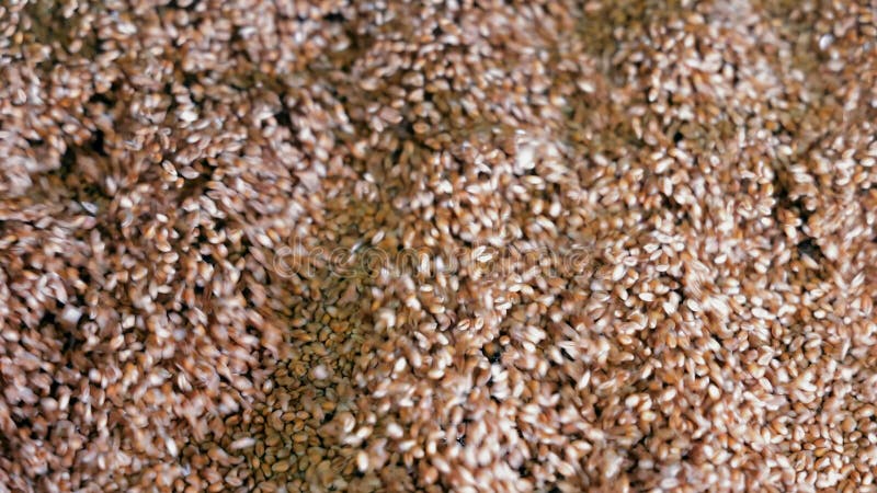 Wheat Grain Filtration, Close-up of the Process of Cleaning Wheat ...