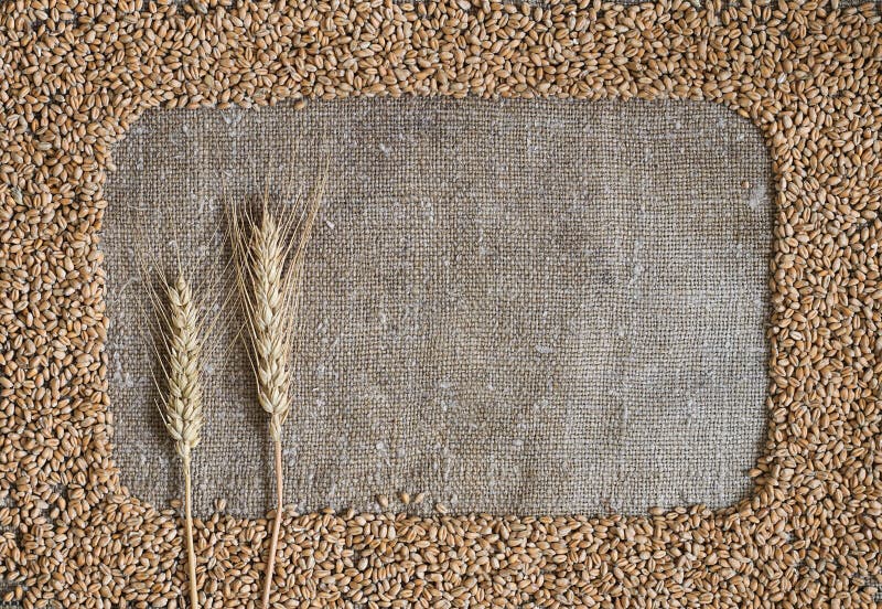 Wheat Grain in the Form of a Frame on Burlap Stock Image - Image of ...