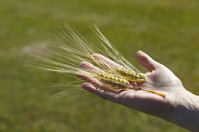 Wheat grain in hand stock photo. Image of agriculture - 15270630