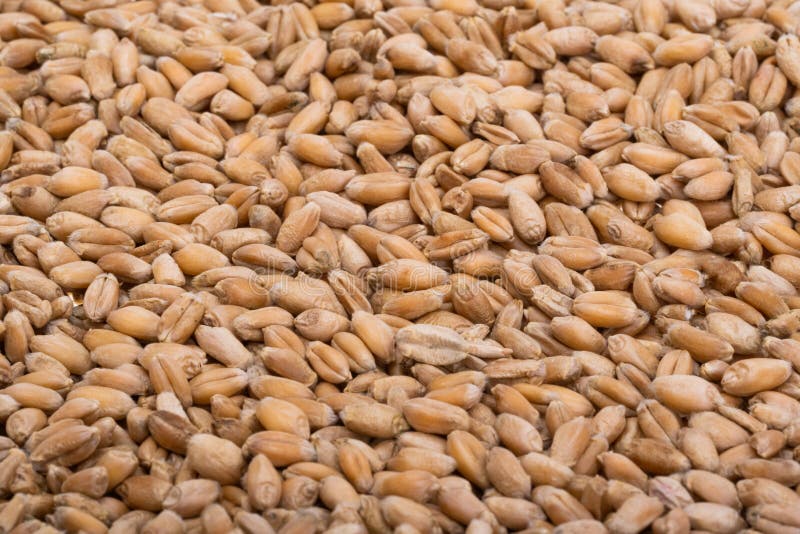 Wheat Grain Harvest Close Up Stock Image - Image of farmer, wheat ...