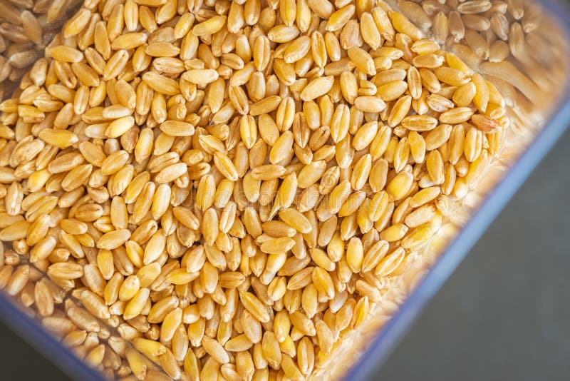 Wheat Grain Inside Square Storage Container Closeup Stock Image - Image ...