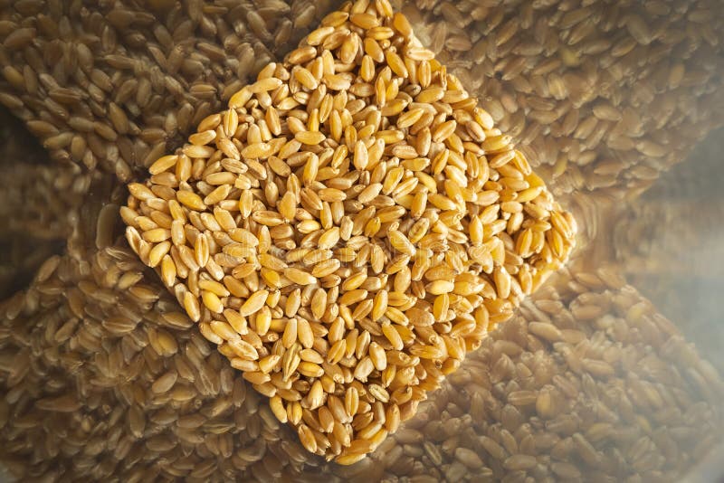 Wheat Grain Inside Square Storage Container Closeup Stock Image - Image ...
