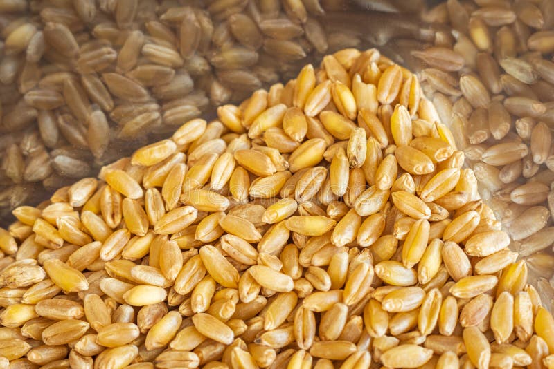 Wheat Grain Inside Square Storage Container Closeup Stock Photo - Image ...