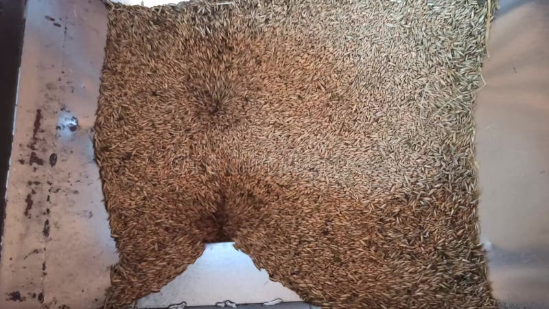 Wheat Grain Loading in Granary. Flour Production at the Mill Stock ...