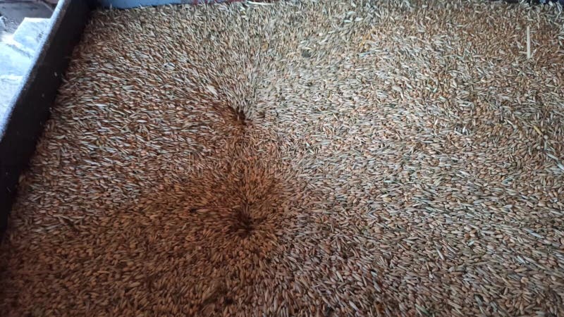 Wheat Grain Loading in Granary. Flour Production at the Mill Stock ...