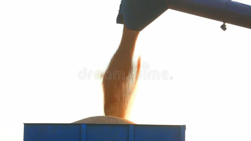 Grain Loading To Bulker Ship Cargo Container at Sea Grain Terminal in ...