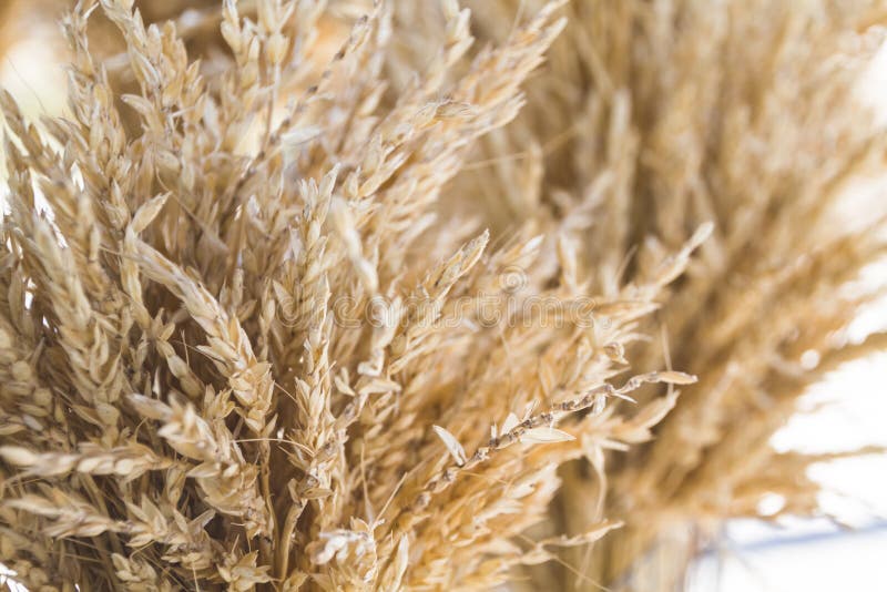 Wheat grain making bread stock image. Image of rural - 216804929