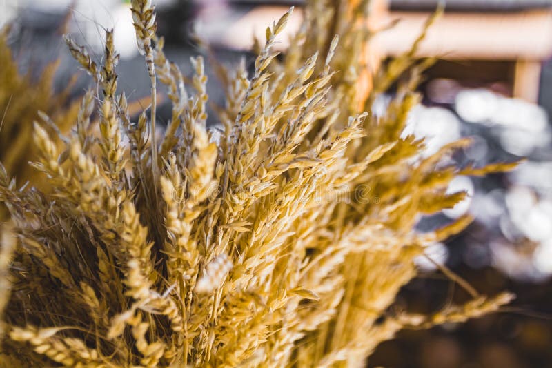 Wheat grain making bread stock photo. Image of farm - 216804948