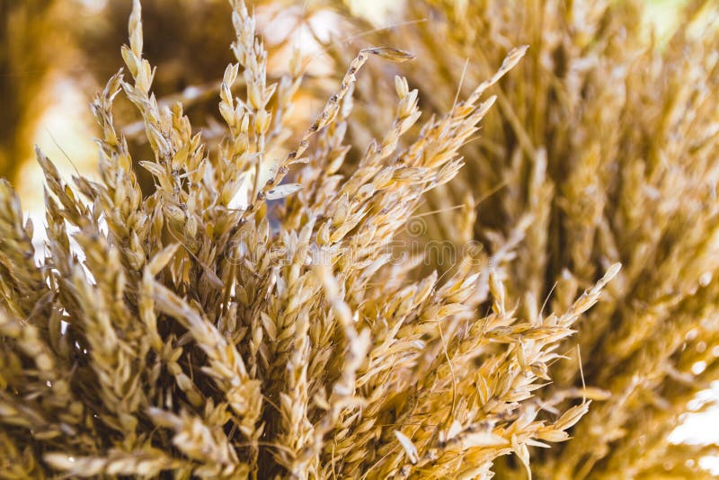 Wheat grain making bread stock photo. Image of farmland - 216804958