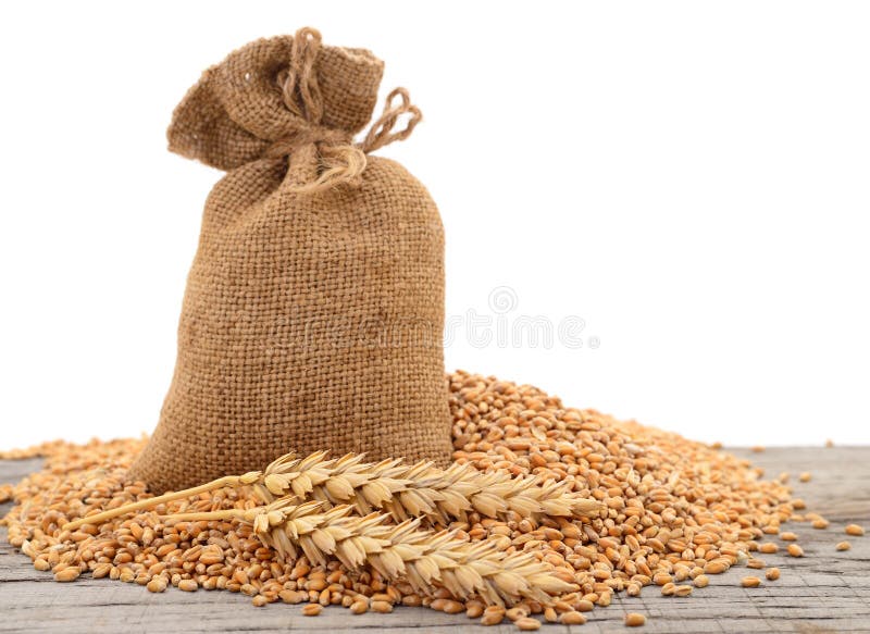 Wheat grain in sack stock image. Image of crop, gluten - 145316473