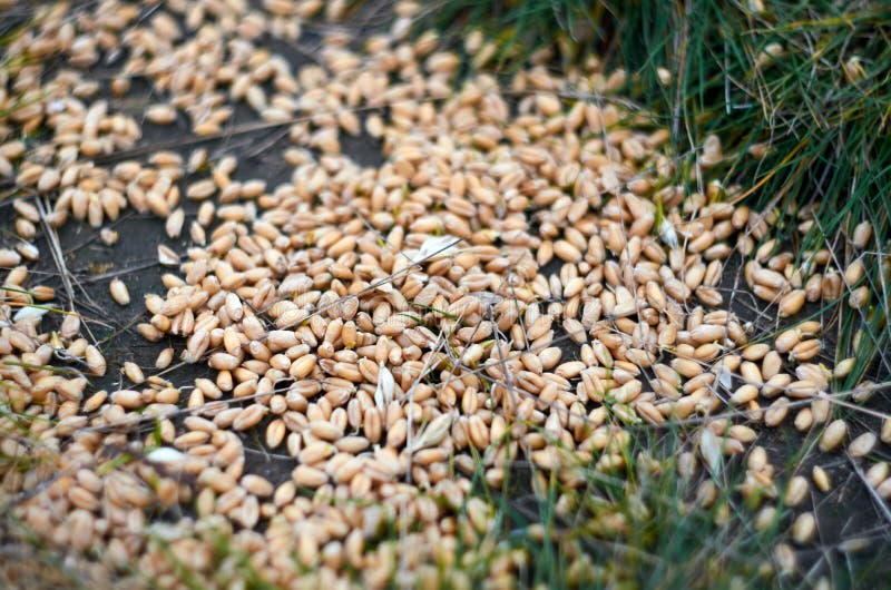 Single Grain Arid Land Stock Photos - Free & Royalty-Free Stock Photos ...