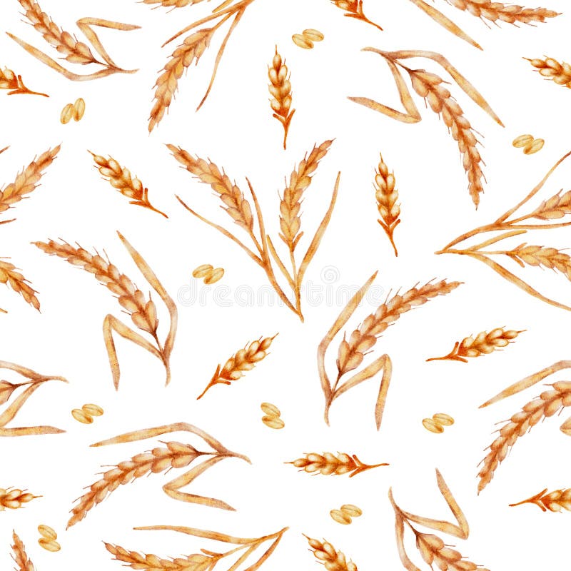 Wheat Grain Seamless Pattern, Watercolor Vector Harvest Background ...