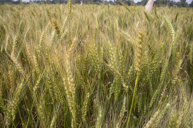Wheat Grain Spike Closeup Image Agriculture Concepts Stock Photo - Image of grain, spring: 310364610