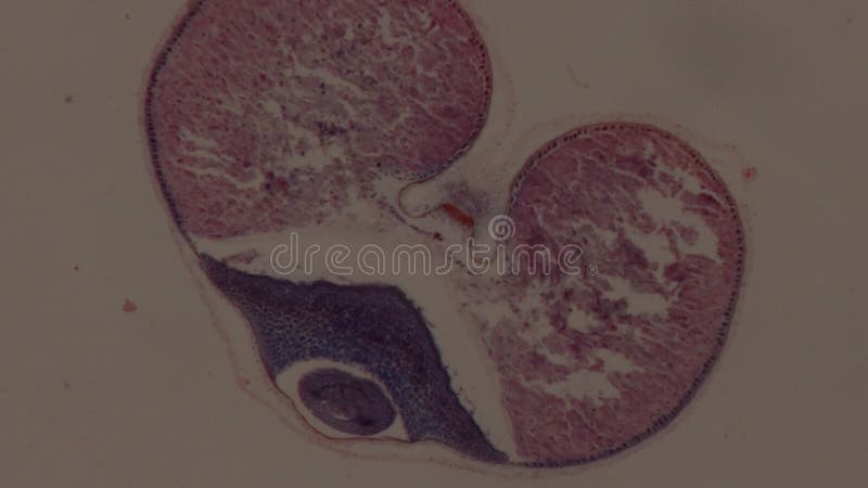 Wheat Grain with Starch Tissue Stock Video - Video of flour, science ...