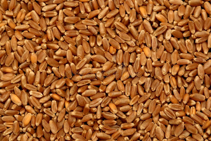 Wheat Grain Texture stock photo. Image of health, macro - 7699126