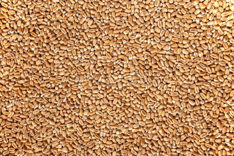 Wheat Grain Texture, Abstract Backdrop, Close Up Stock Image - Image of ...