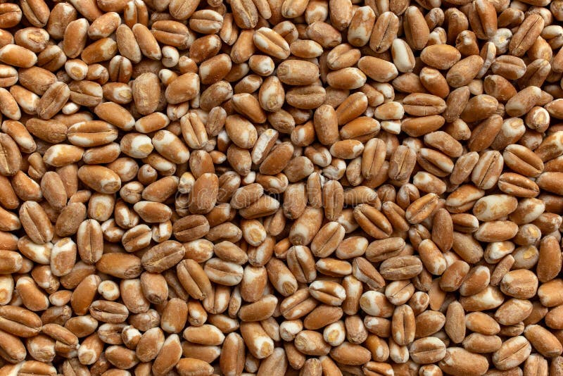 Wheat Grain Texture, Abstract Backdrop, Close Up Stock Photo - Image of ...