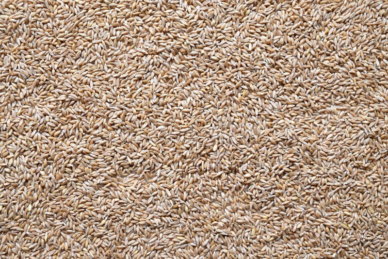 Wheat Grain Texture. Abstract Cereals Background Stock Image - Image of ...