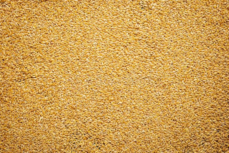 Wheat Grain Texture Background Flat Overhead View Stock Image - Image ...