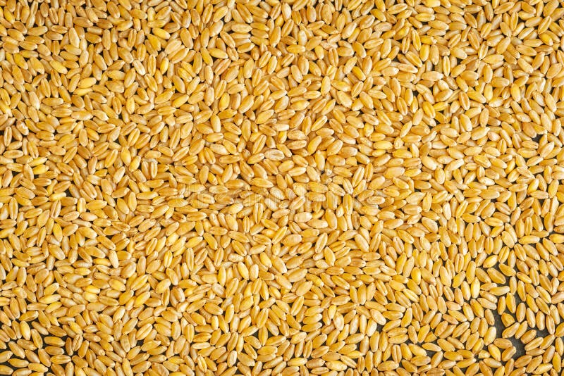 Wheat Grain Texture Background Flat Overhead View Stock Photo - Image ...
