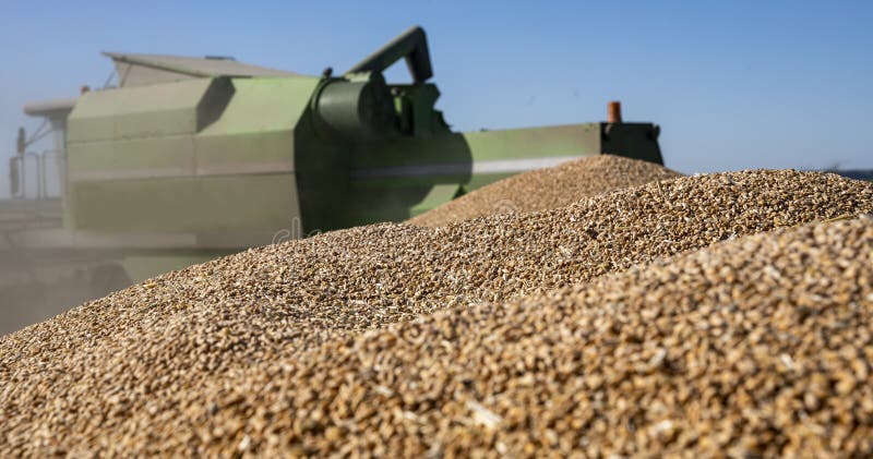 Wheat Grain in Tractor Trailer after Harvest Stock Image - Image of ...
