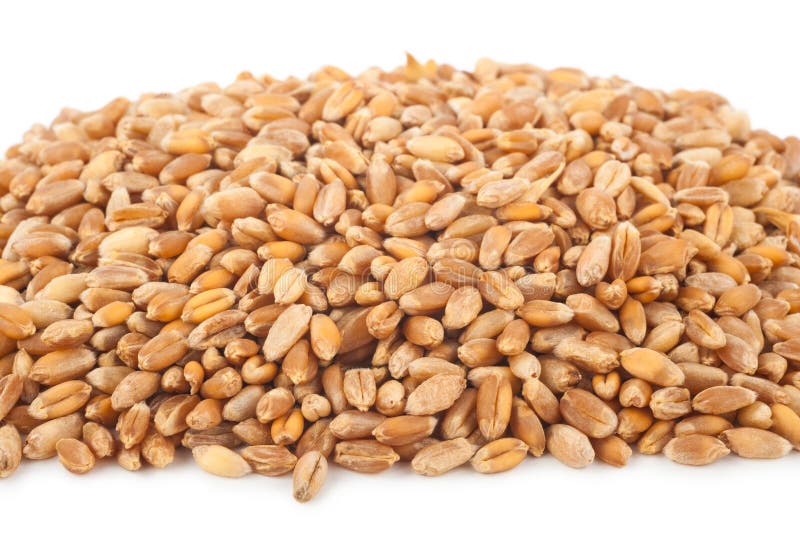 Big pile of grain stock image. Image of food, diet, dietary - 27064249