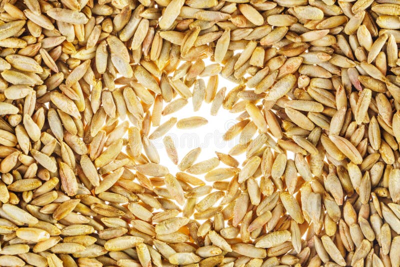 Wheat Grain on White stock image. Image of agriculture - 141549623