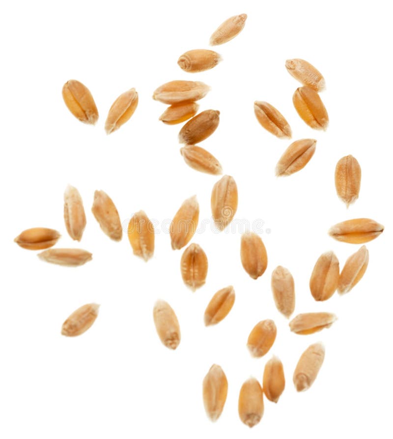 Wheat grain on white stock image. Image of peeled, nutritious - 193296669