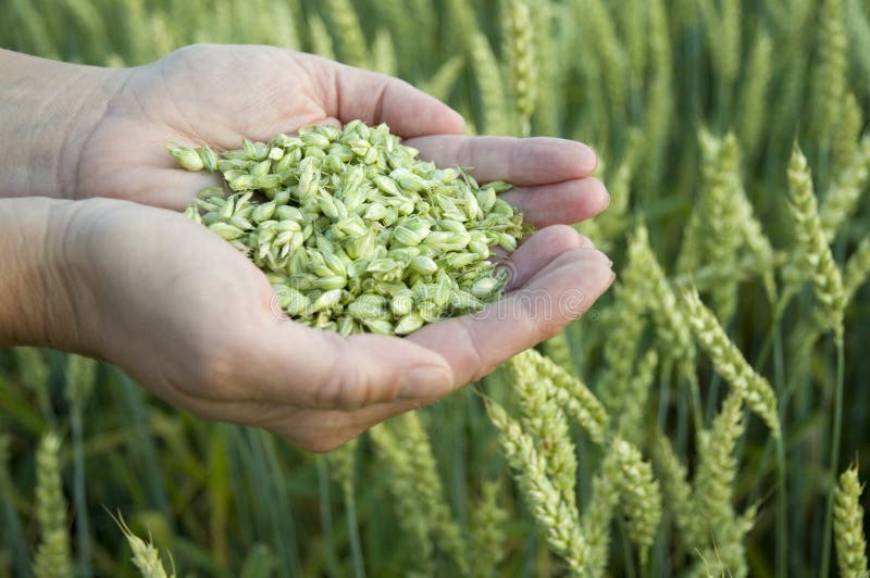 Wheat grains stock photo. Image of fall, cone, agriculture - 5671894