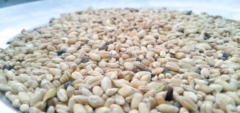 Wheat Grains Appearing Yellow Gold Attractive Stock Image - Image of ...