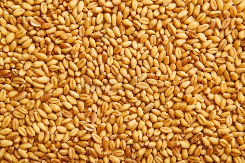 Wheat steam on grains stock image. Image of texture, farm - 11917843