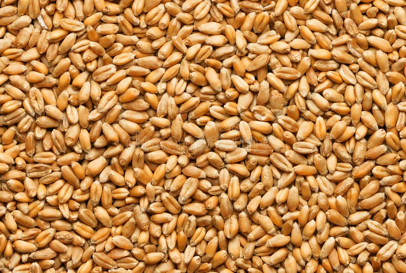 Wheat Hard Grain As Background or Texture Stock Image - Image of macro ...